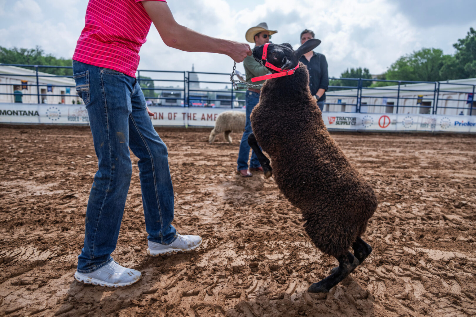 Capitol Lens | Sheep stakes – Roll Call