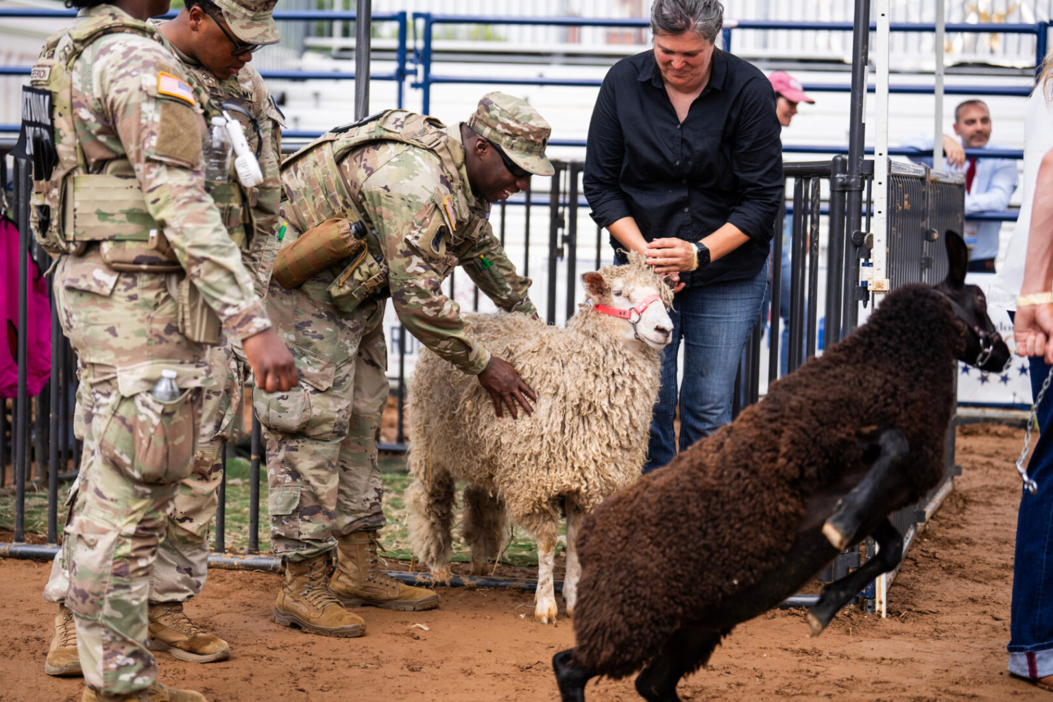Capitol Lens | Sheep stakes – Roll Call